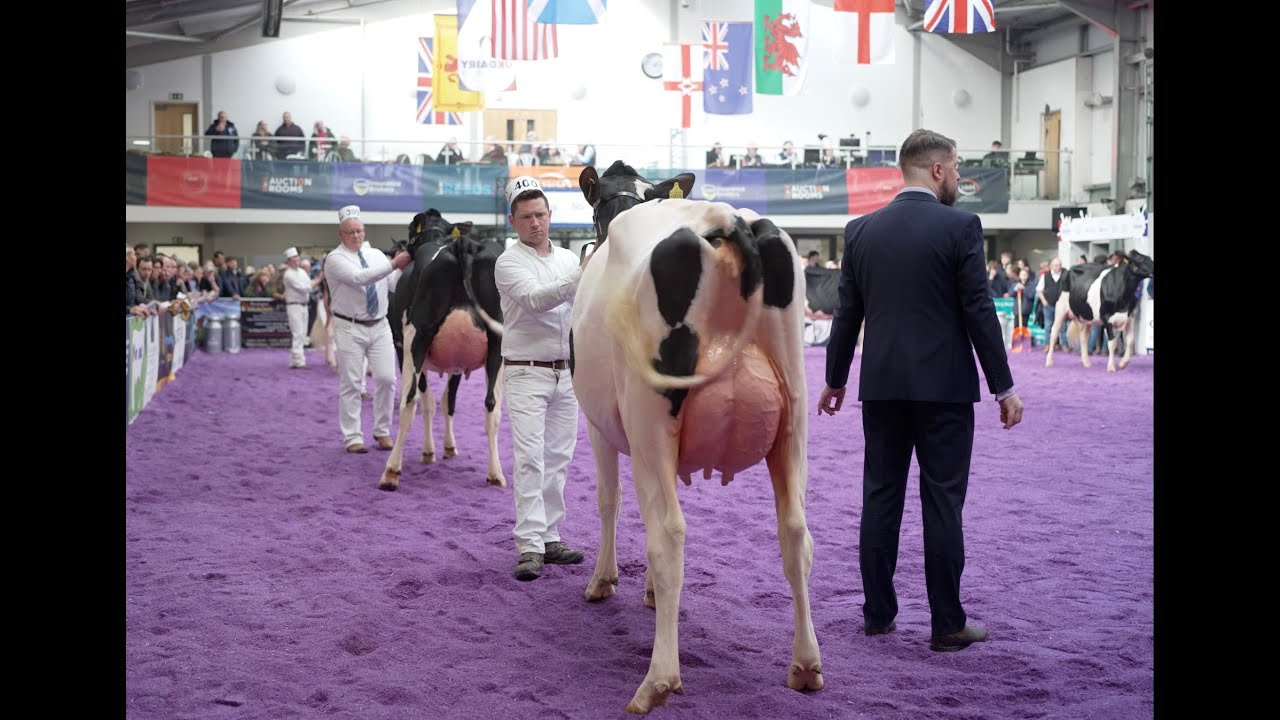 Junior 2yr old Holstein Class.Part 2.Borderway UK Dairy Expo 2024 ...