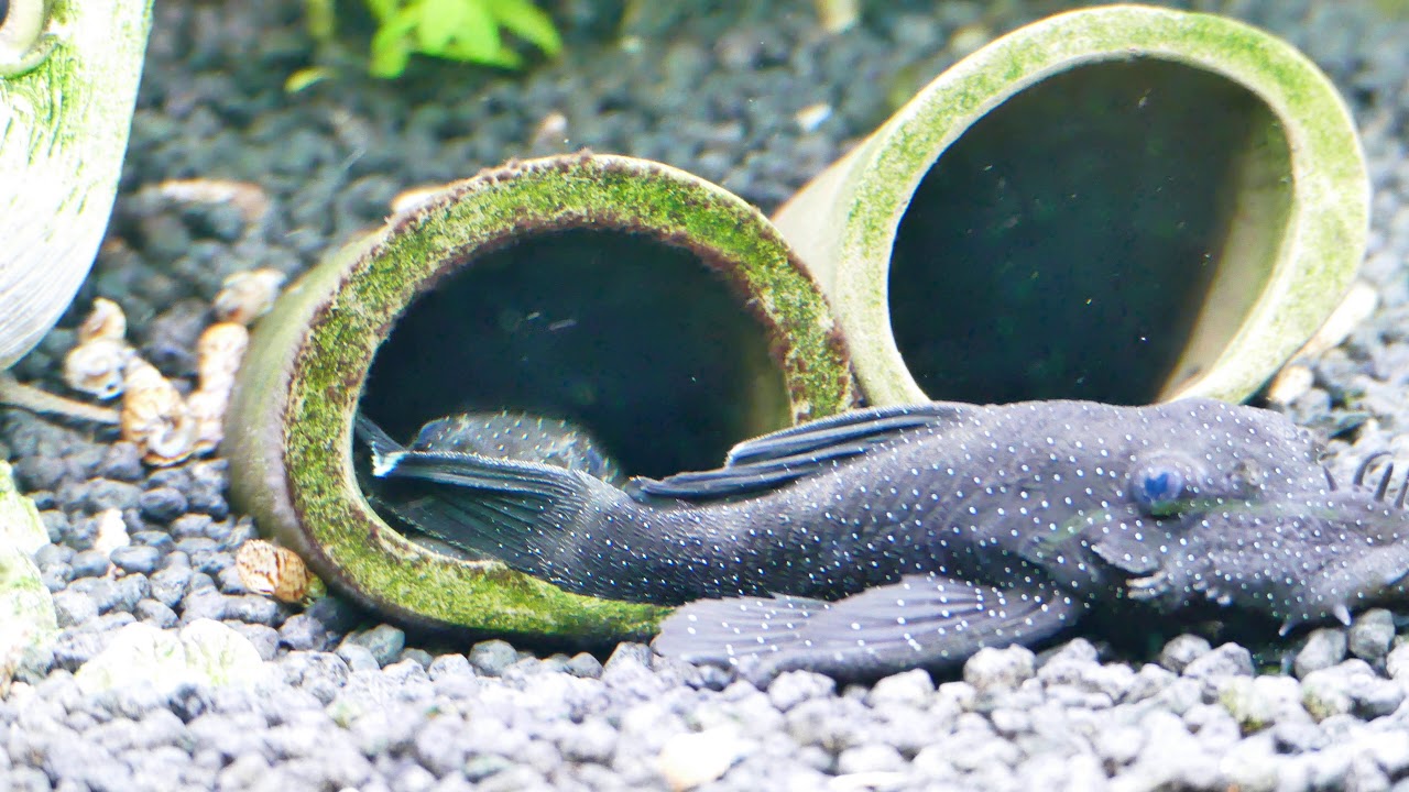 Paarung Weißsaum Ancistrus L183 spawning b - YouTube