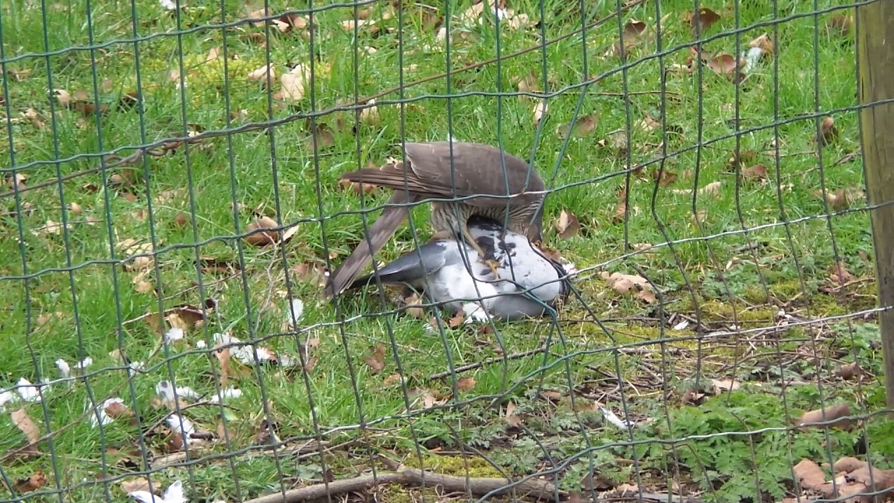 Sparrowhawk attacks pigeon💥👊 - YouTube