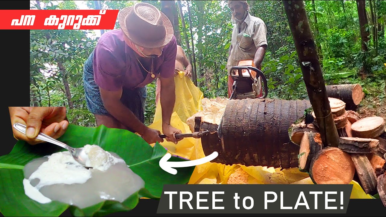 Palm Powder Harvesting ancient Kerala Village food | പനങ്കുറുക്കും ...