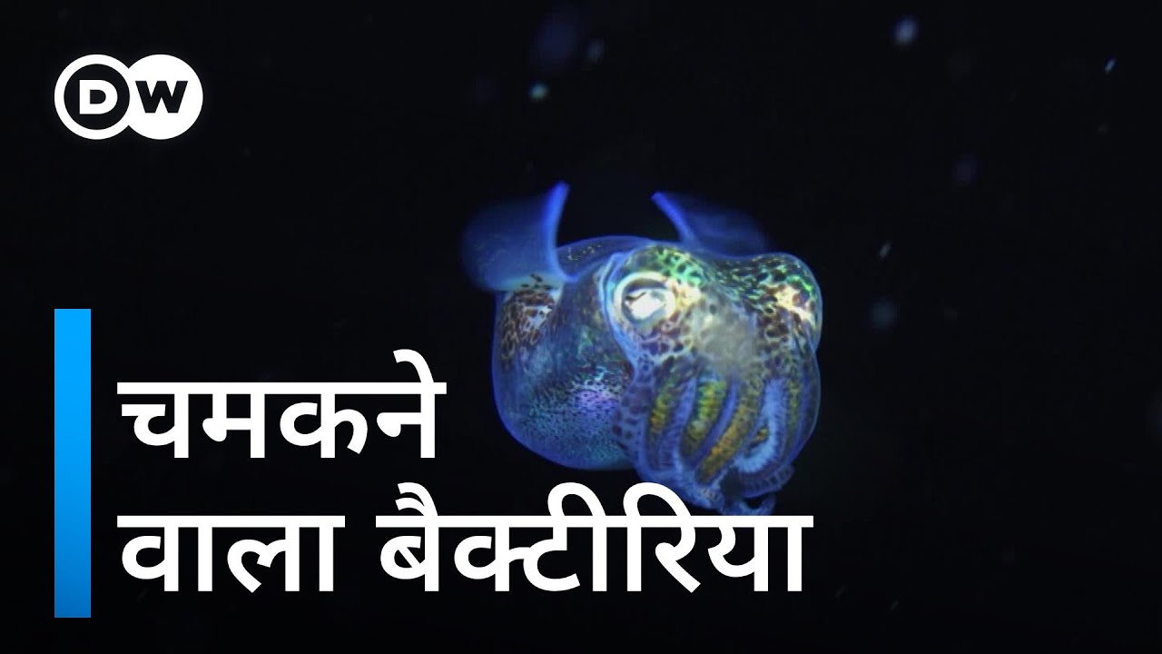 ये अनूठे बैक्टीरिया समंदर में जलाते हैं बत्ती [Why do bacteria glow ...