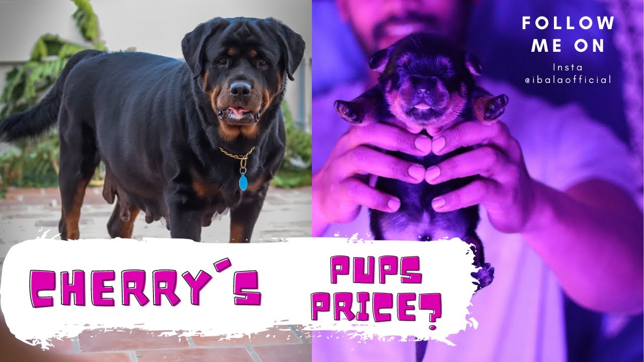 Puppy Price | Cherry's Puppies | Chatty Rotty | Rottweiler Puppies ...