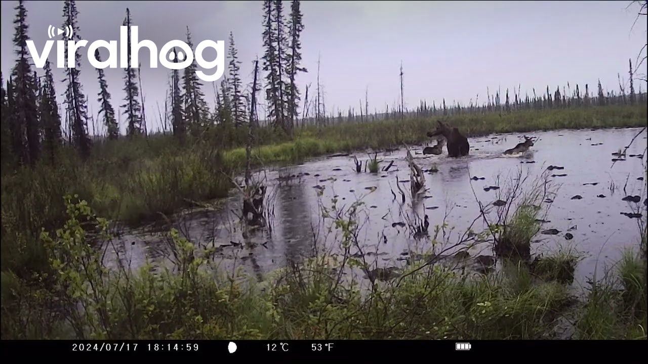 Bear Chases Moose Family Into Pond || ViralHog - YouTube