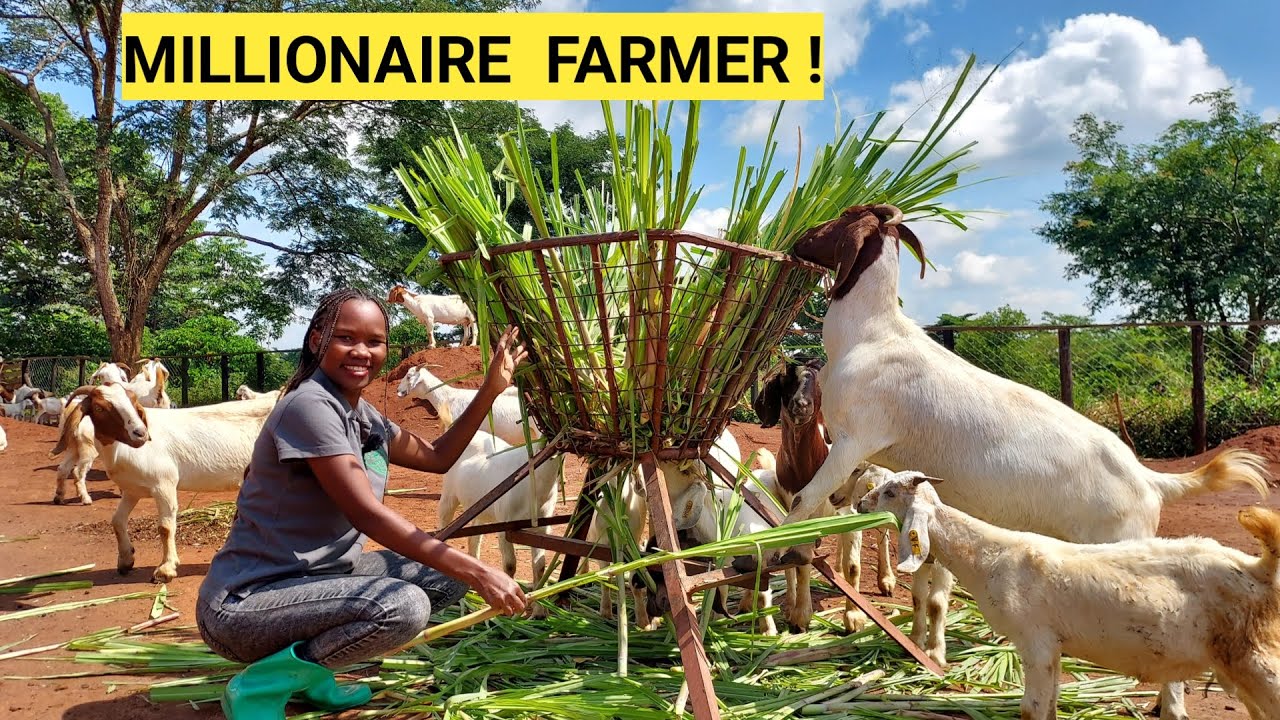 How To Make Goats Grow Faster! | Feeding, Treatment, FARM ROUTINE ...