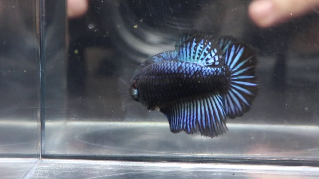 Black Turquoise Female Halfmoon Betta - YouTube