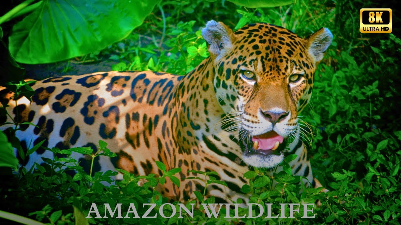 Incredible Creatures of the Amazon Rainforest: A Journey Through Nature ...