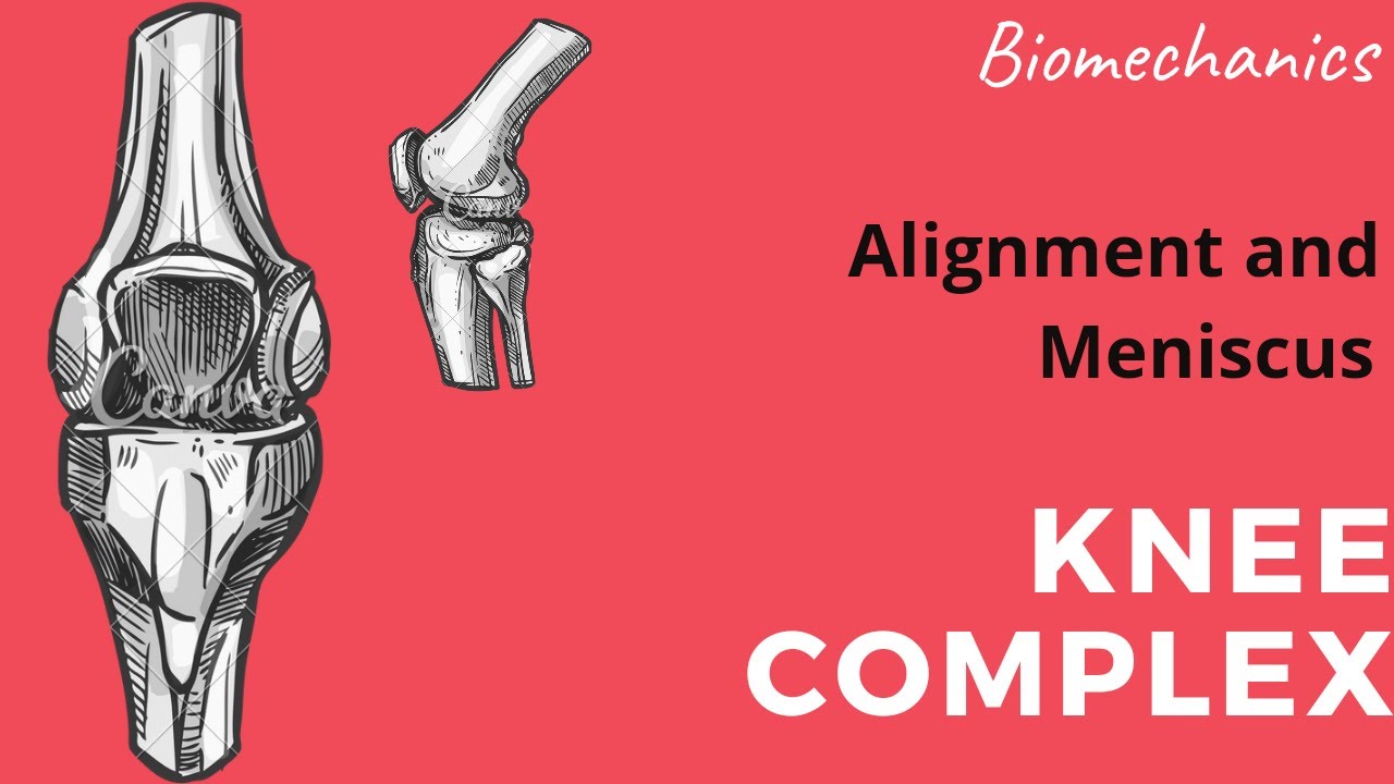 Tibiofemoral Alignment and Meniscus- Knee Complex - YouTube