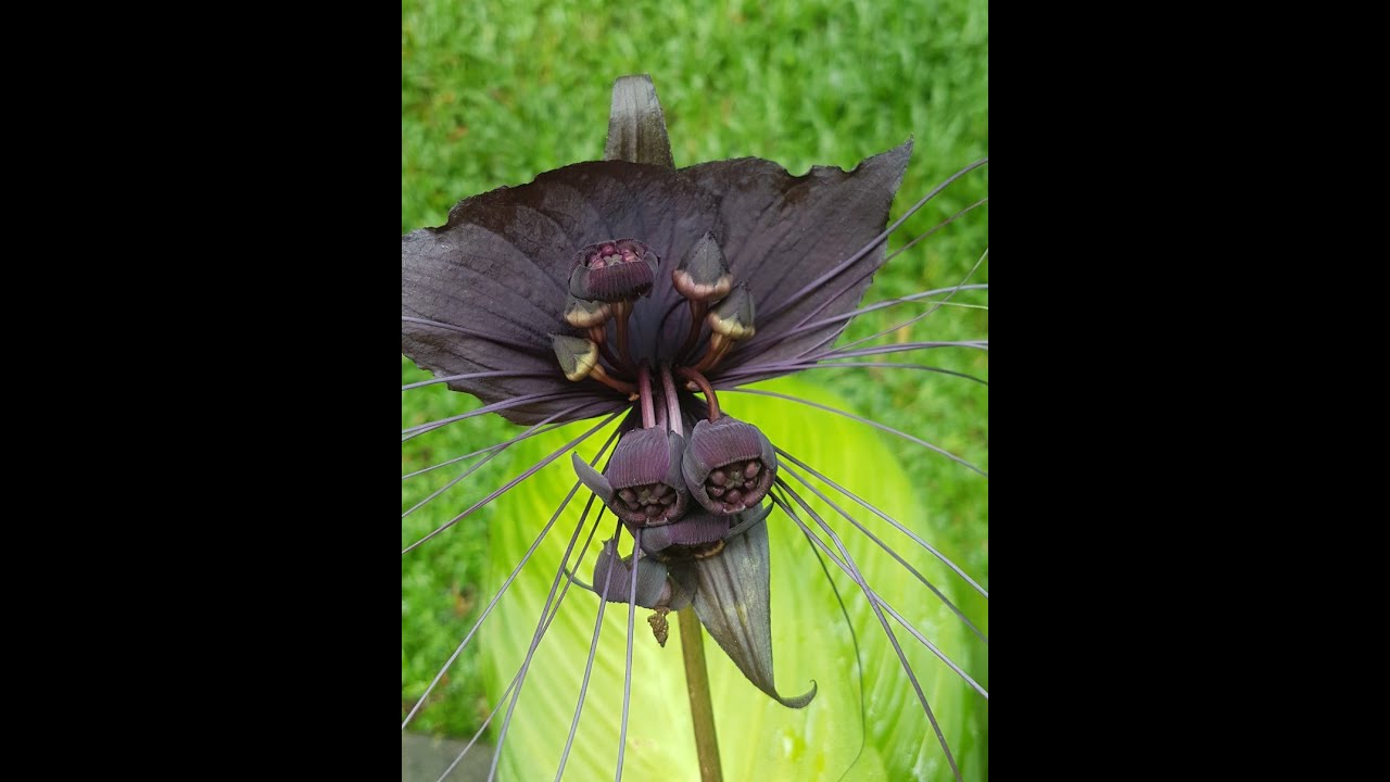 [Sri Lanka wildflowers]# Black Bat Flower #Yaka mal #යකා මල, රාක්ෂ මල # ...
