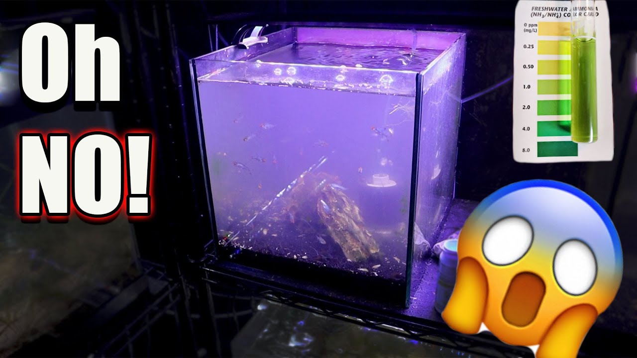 I Had an Ammonia Spike in 4 "Cycled" Fish Tanks! Here's What I Did ...