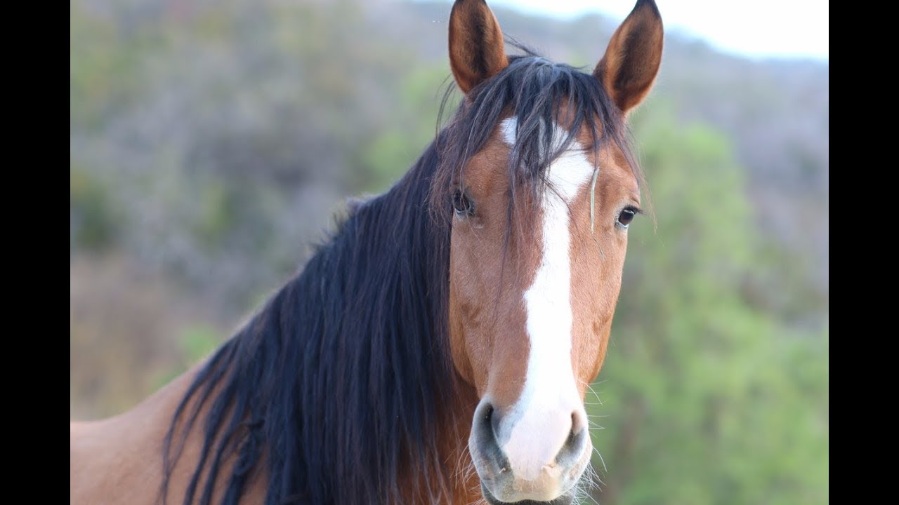 Lu with a Mustang from SkyDog Ranch Wild Mustang Sanctuary - YouTube