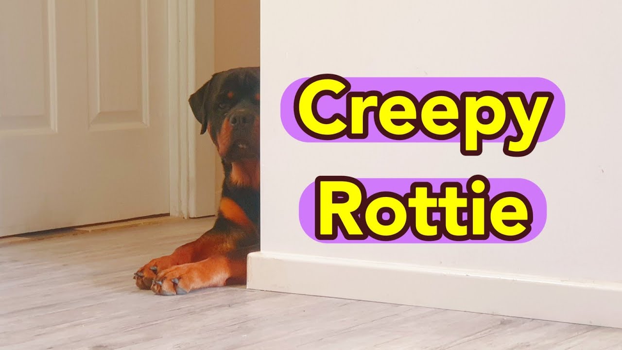 Creepy Rottie - YouTube