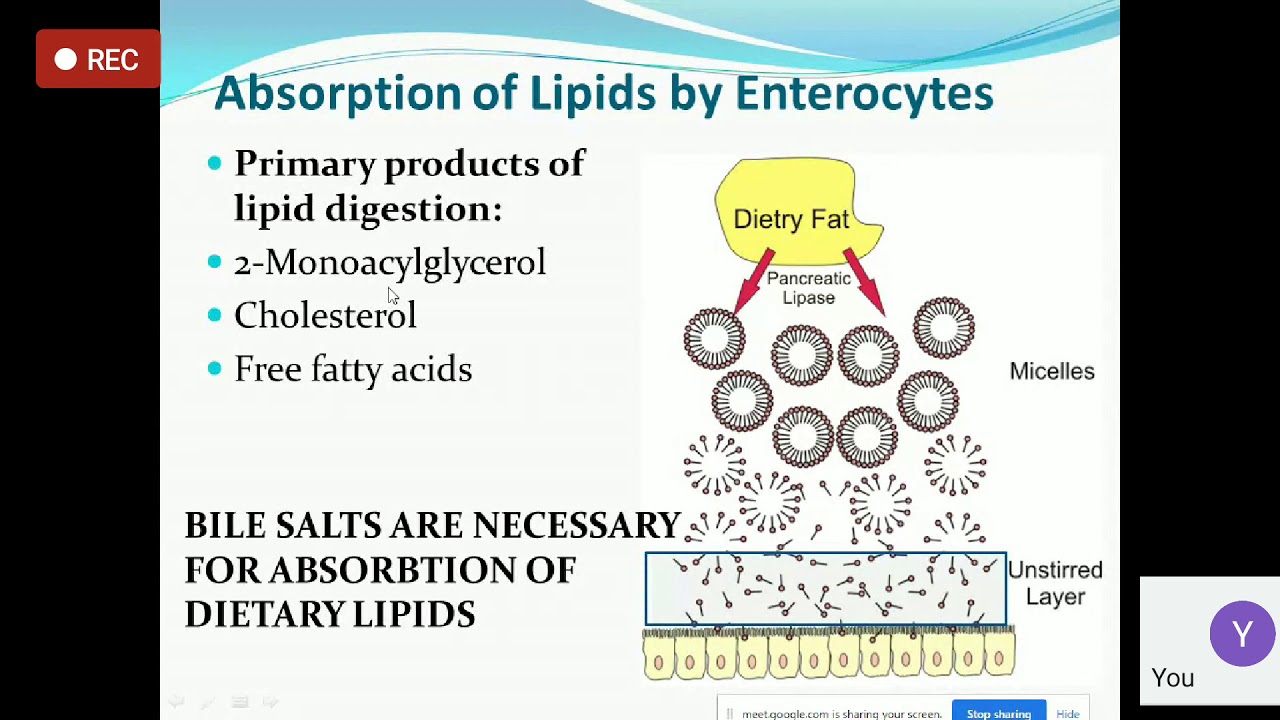 Absorption of fats - YouTube