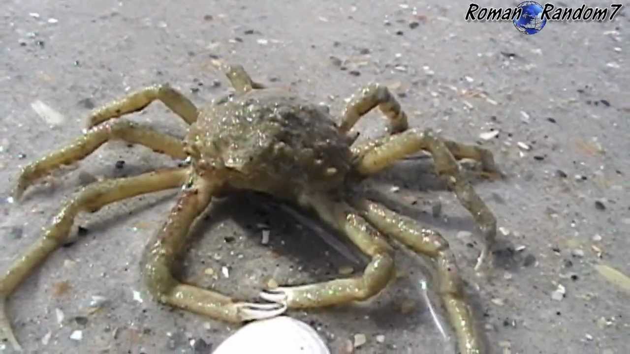 Паукообразный краб на пляже, Portly Spider Crab - YouTube