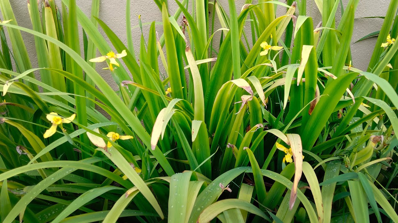 Yellow Iris Sword Grass (Iris pseudacorus) - YouTube