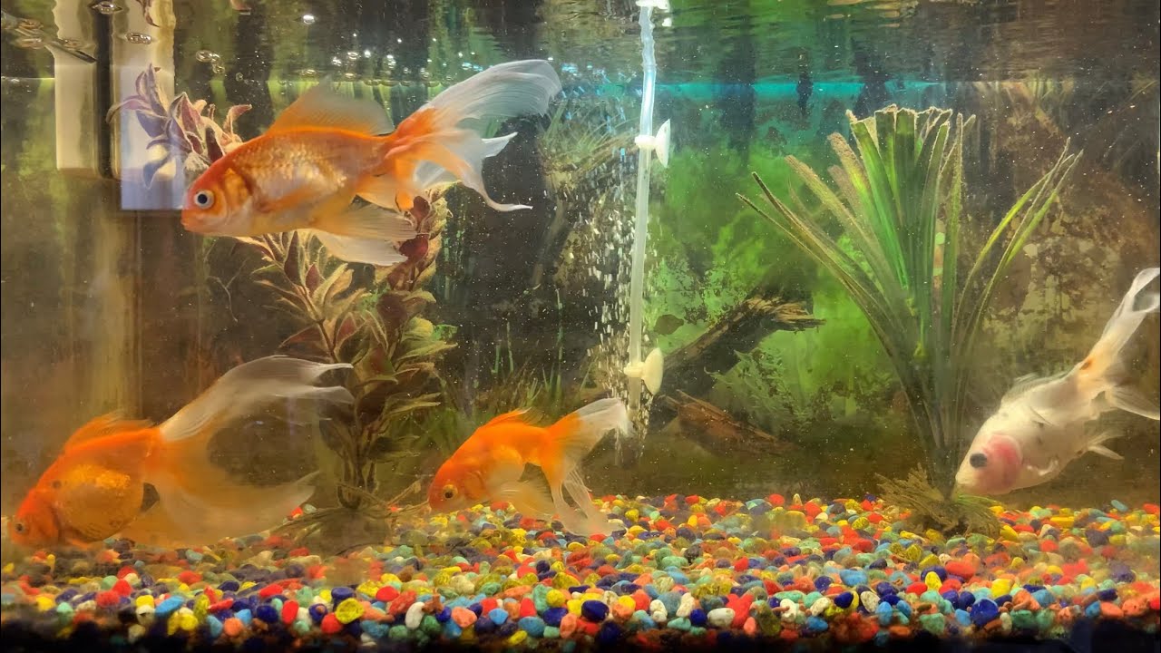 Watching goldfish in a fish tank is so relaxing! ️ - YouTube