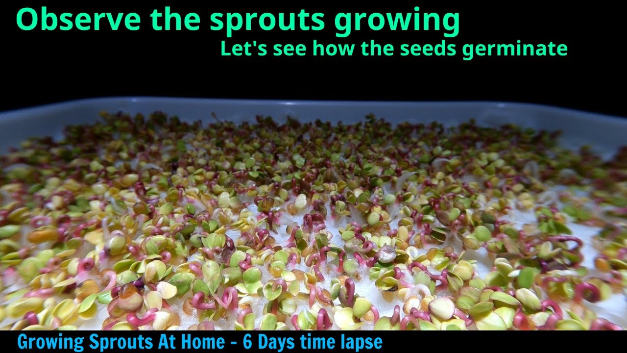 Growing Sprouts At Home - 6 Days Time Lapse. - YouTube