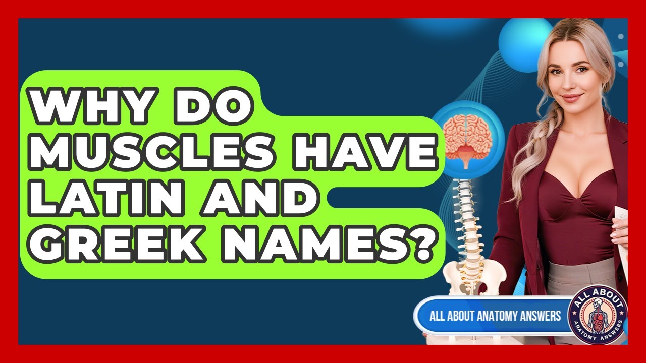 Why Do Muscles Have Latin And Greek Names? - All About Anatomy Answers ...