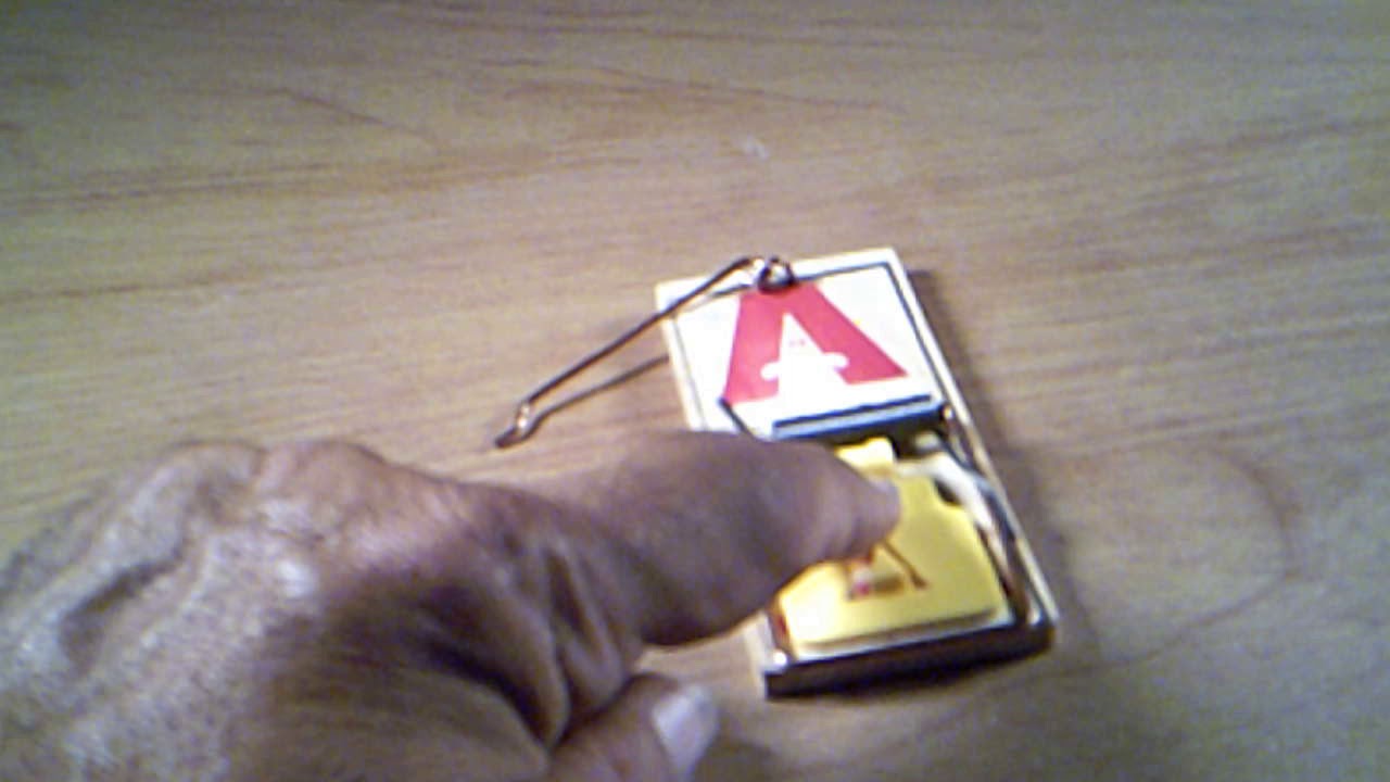 phil the bug guy - YouTube