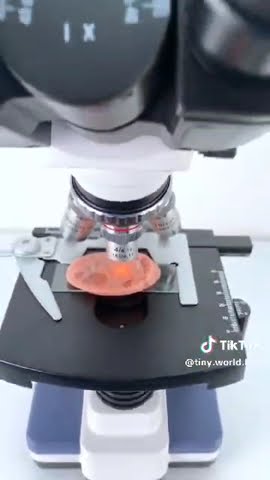 Sausage under the microscope🫣😱 - YouTube