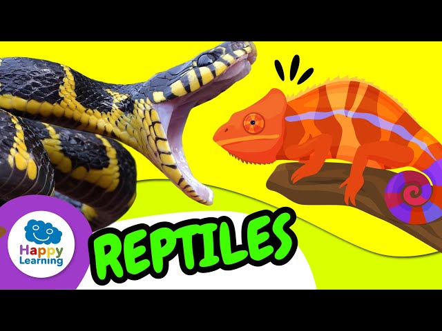 🐊🦎 ALL About REPTILES: Crocodiles, Lizards and Snakes | Educational ...