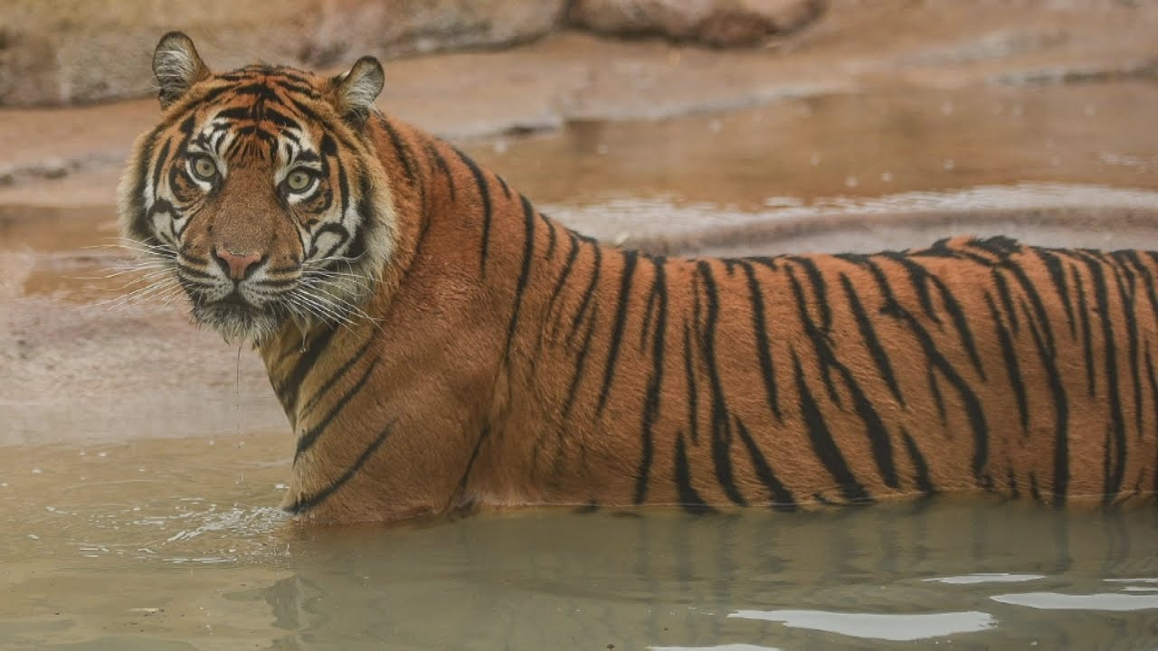 Sumatran tigers move into their new home at Chester Zoo - YouTube
