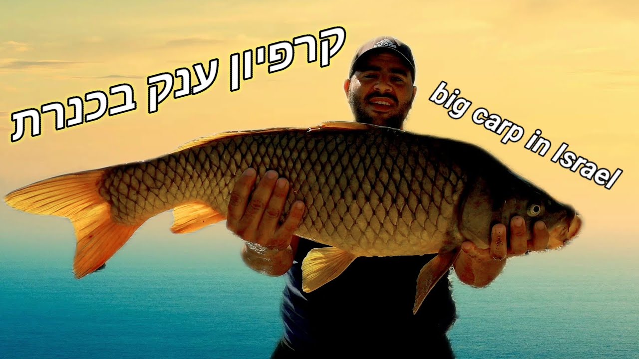 קרפיון ענק בכנרת 😱 פייט ואנדרנלין מטורף/Big carp fishing in Israel on ...