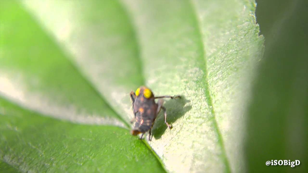 Dancing Insect - YouTube