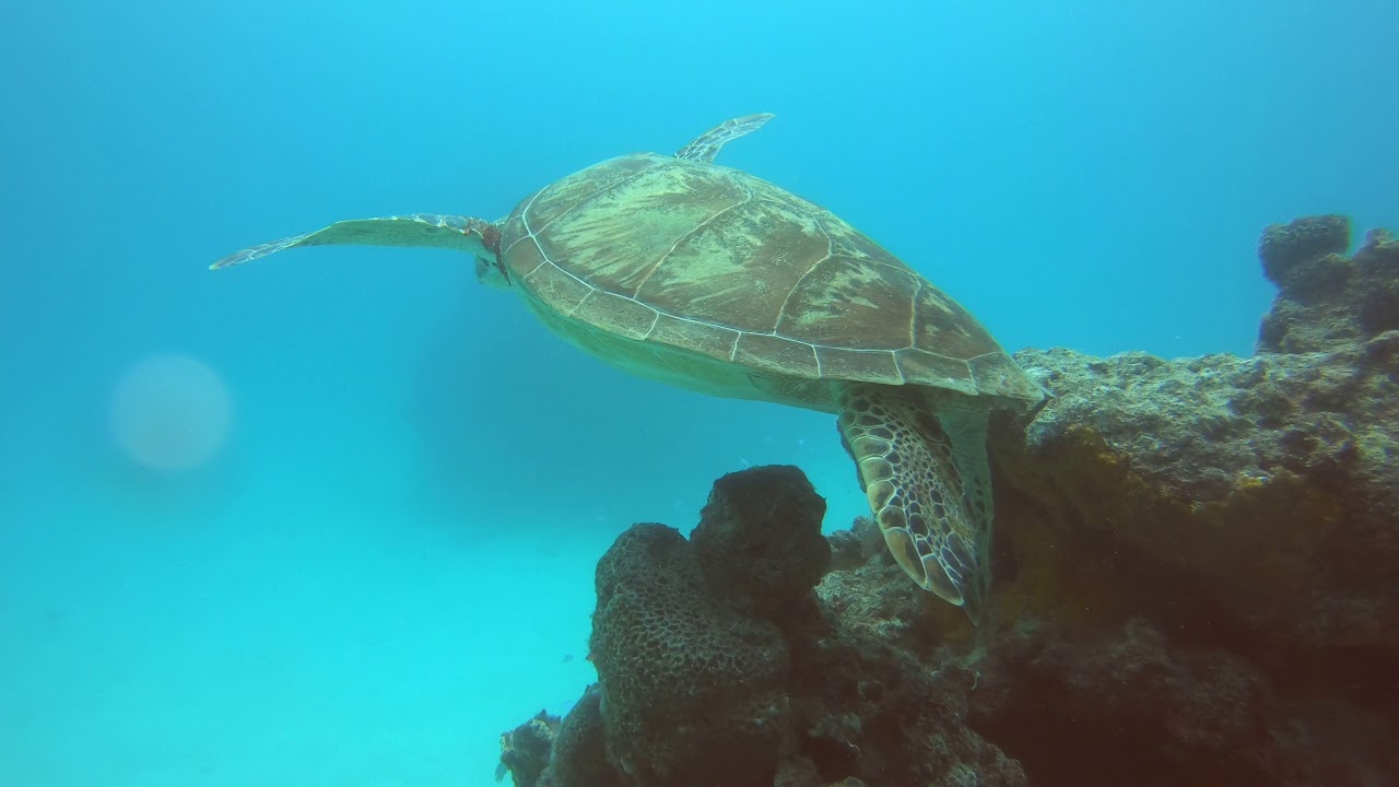 Wake up Mr Turtle - YouTube