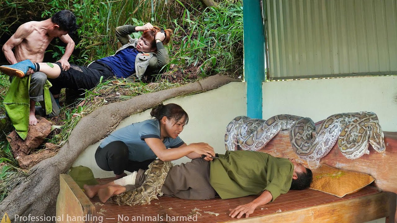 72 hours of giant python lurking and stalking on the farm -Danger ...