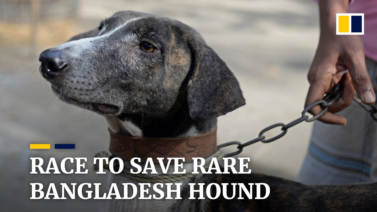 Race to save Bangladesh’s rare Sarail hound from extinction - YouTube