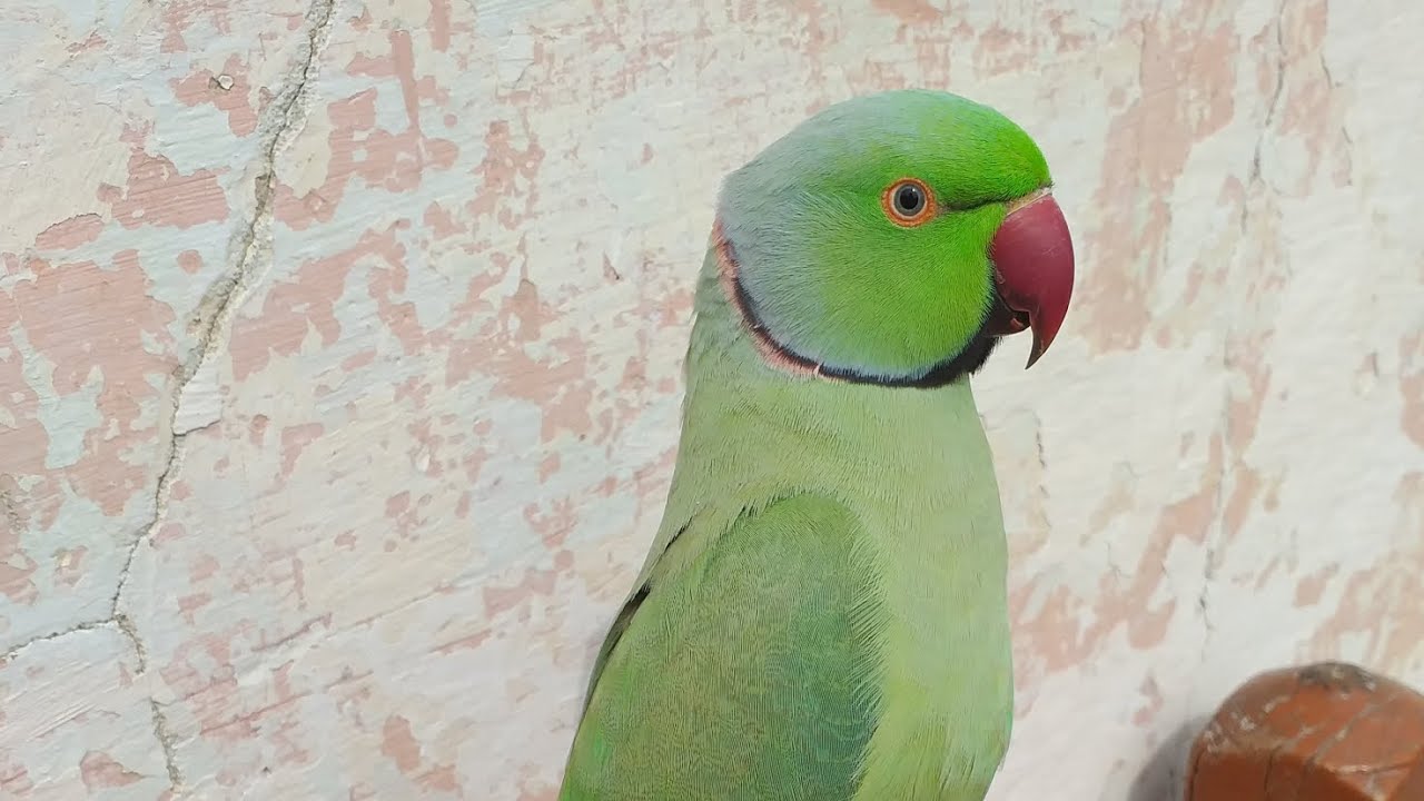 @ParrotX2 @TalkingParrot - YouTube