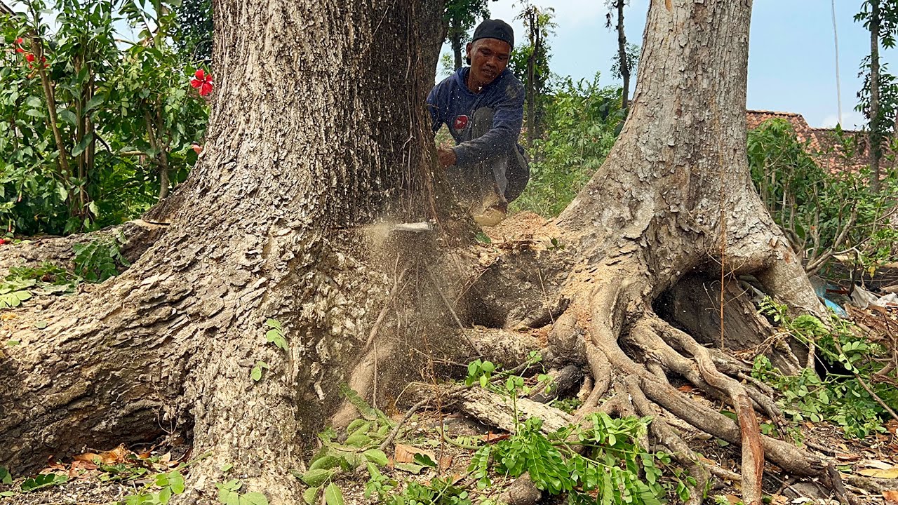 Unstoppable ‼️ Once start six trees Collapse. - YouTube