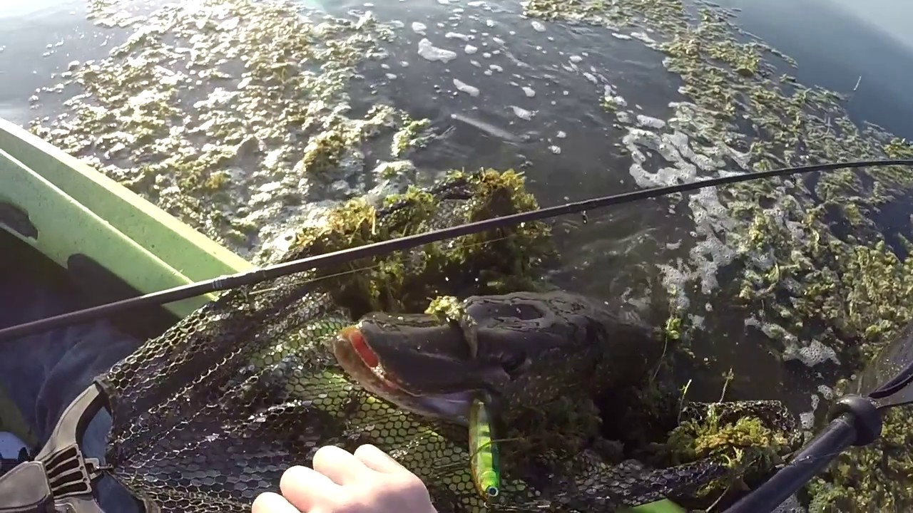 40" Pike top water strike - YouTube