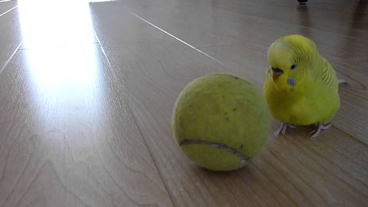 Parrot over the tennis ball - YouTube