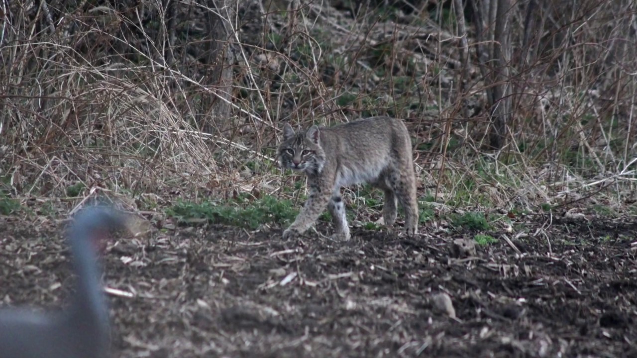 South central Wisconsin Bobcat - YouTube