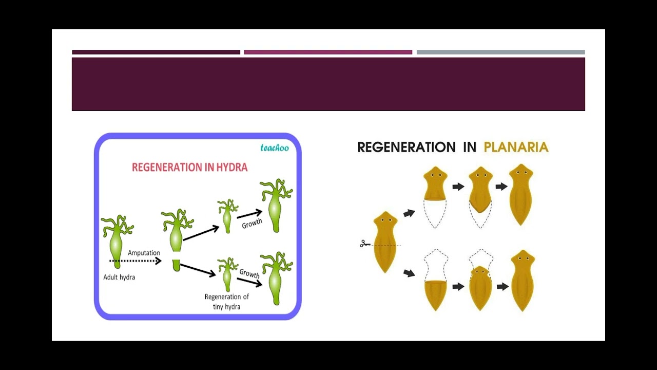 REGENERATION | DEFINITION - YouTube