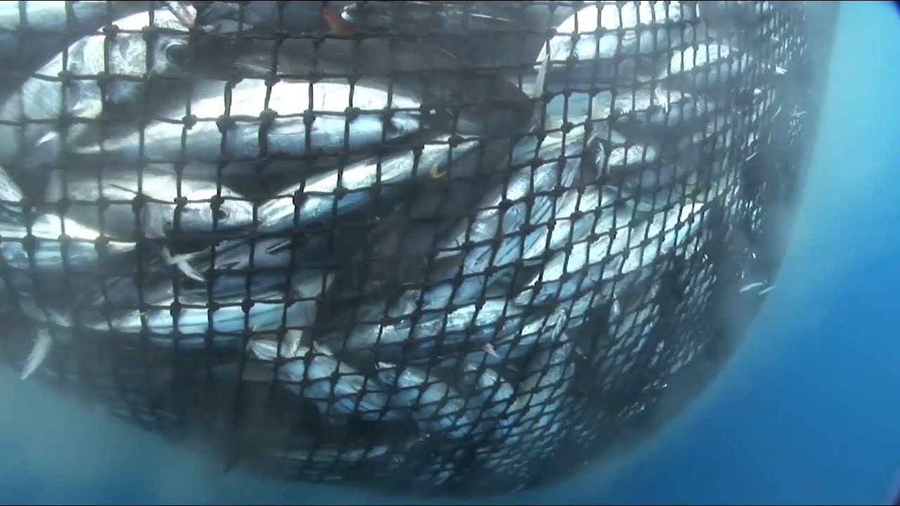 What is a FAD? Destructive Fishing in Indian Ocean - YouTube