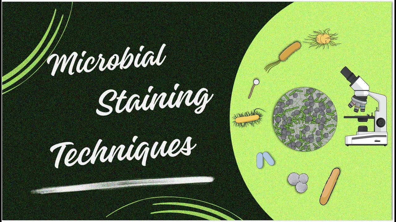 Microbial Staining Techniques | Bacterial Staining Technique | Gram 's ...