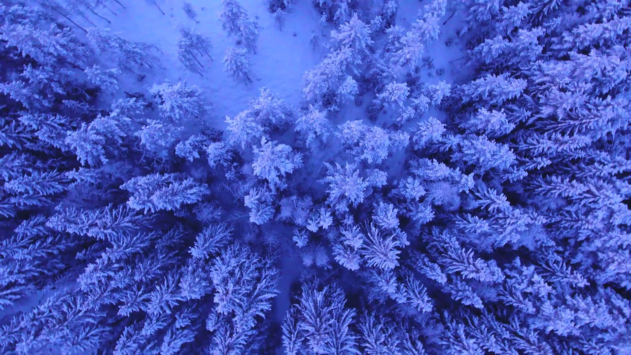 Snowy Trees Above Winter Blue Background Video.Blue Trees Background ...