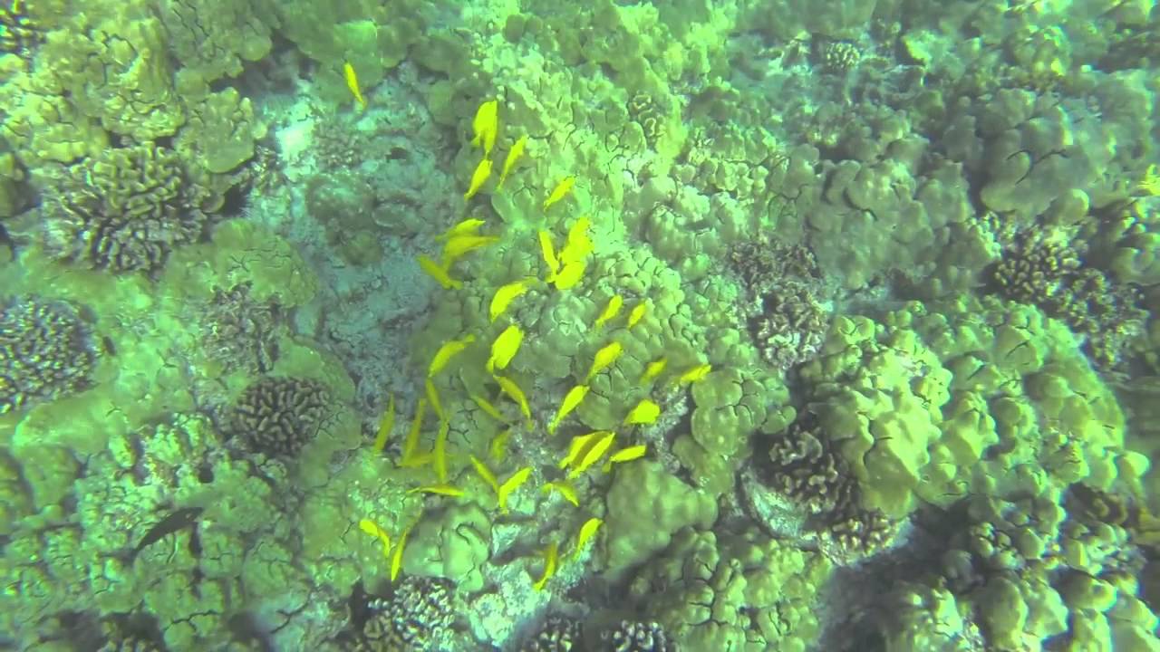 Snorkelling at Two Step Beach, Kona, Hawaii - YouTube