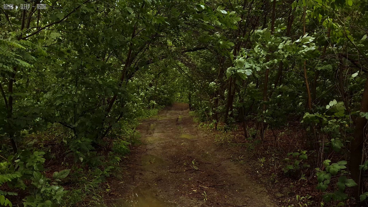 Strong Wind in the Forest - Soothing White Noise Sounds for Relaxation ...