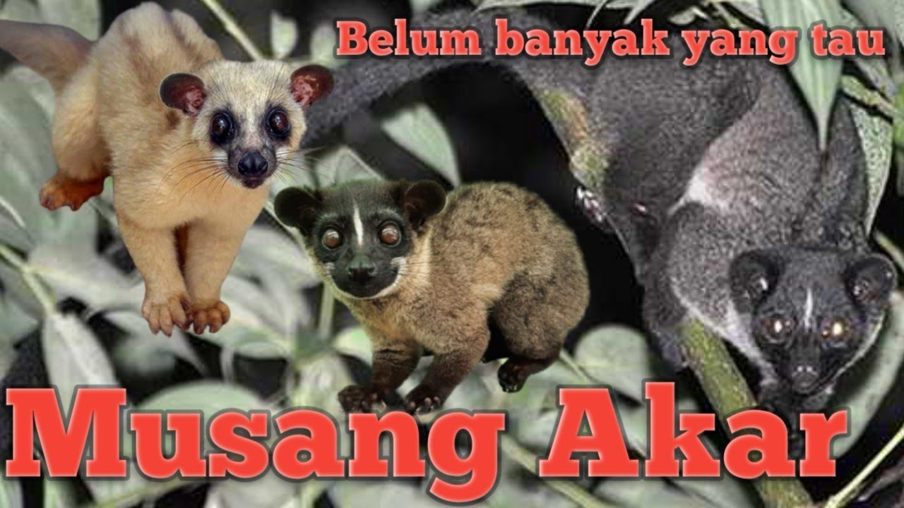 MUSANG AKAR Jenis dan Penjelasanya - YouTube