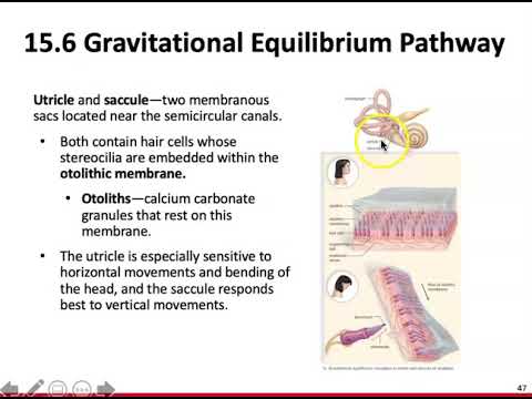 15.6 Sense of Equilibrium - YouTube