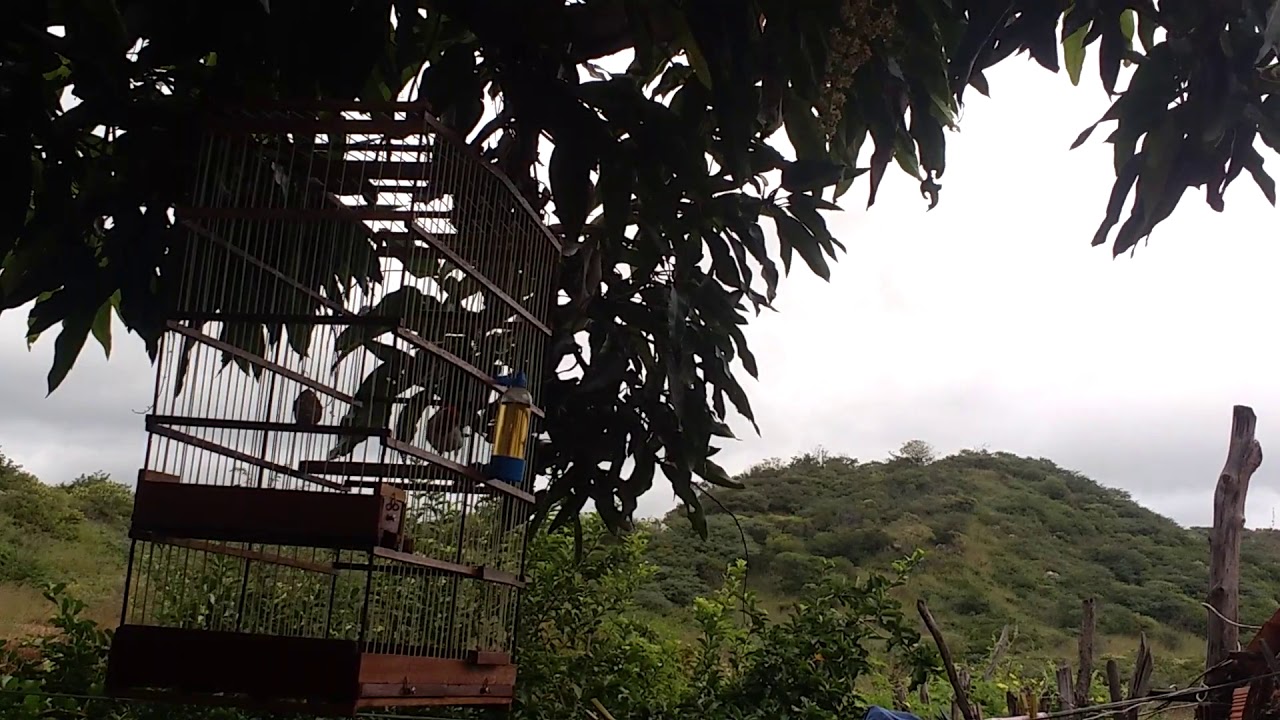 Galo de Campina - YouTube