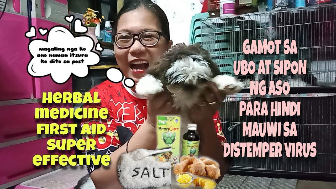 PANO GAMUTIN ANG SIPON AT UBO NG ASO O SHITZHU FIRST AID STEP BY STEP ...
