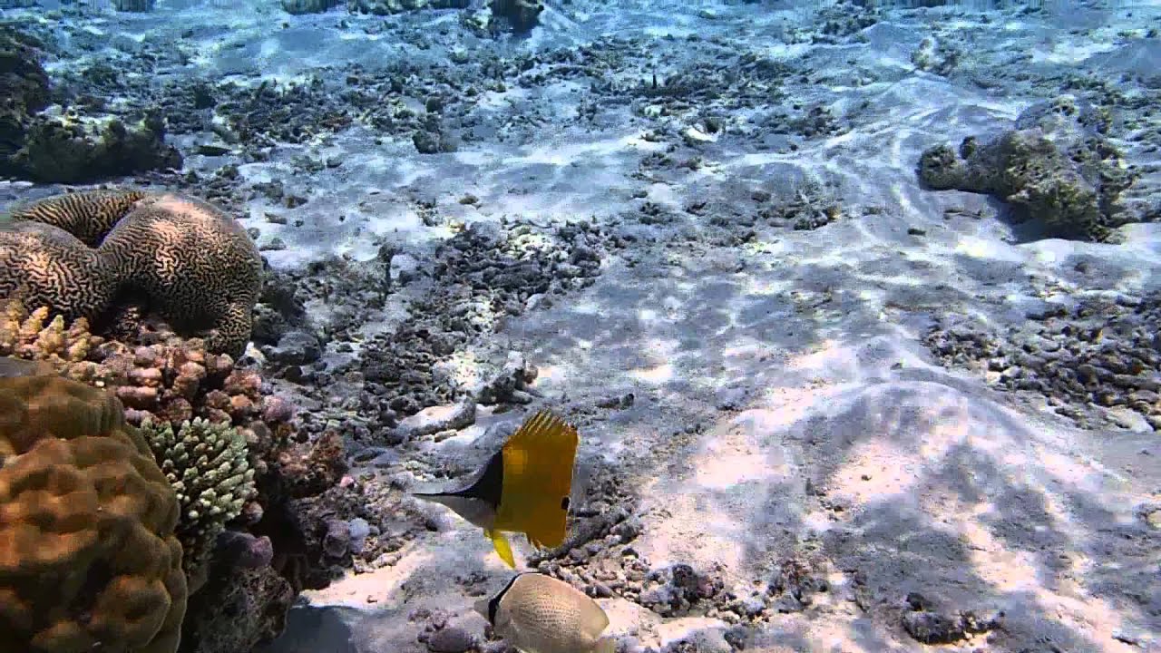 бабочка-пинцет желтая. Villivaru (Kaafu Atoll, Мальдивы) - YouTube
