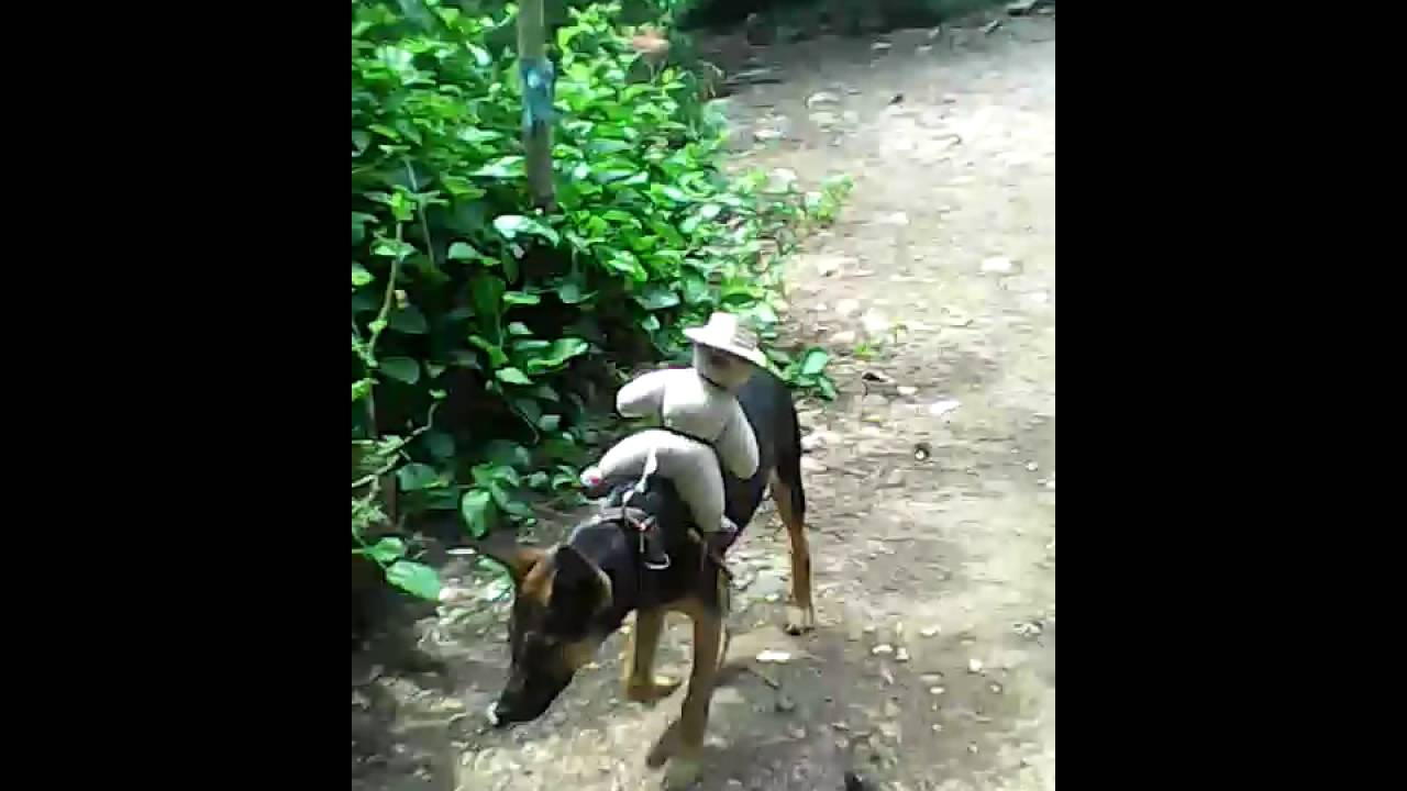 Jinete monta perros. - YouTube