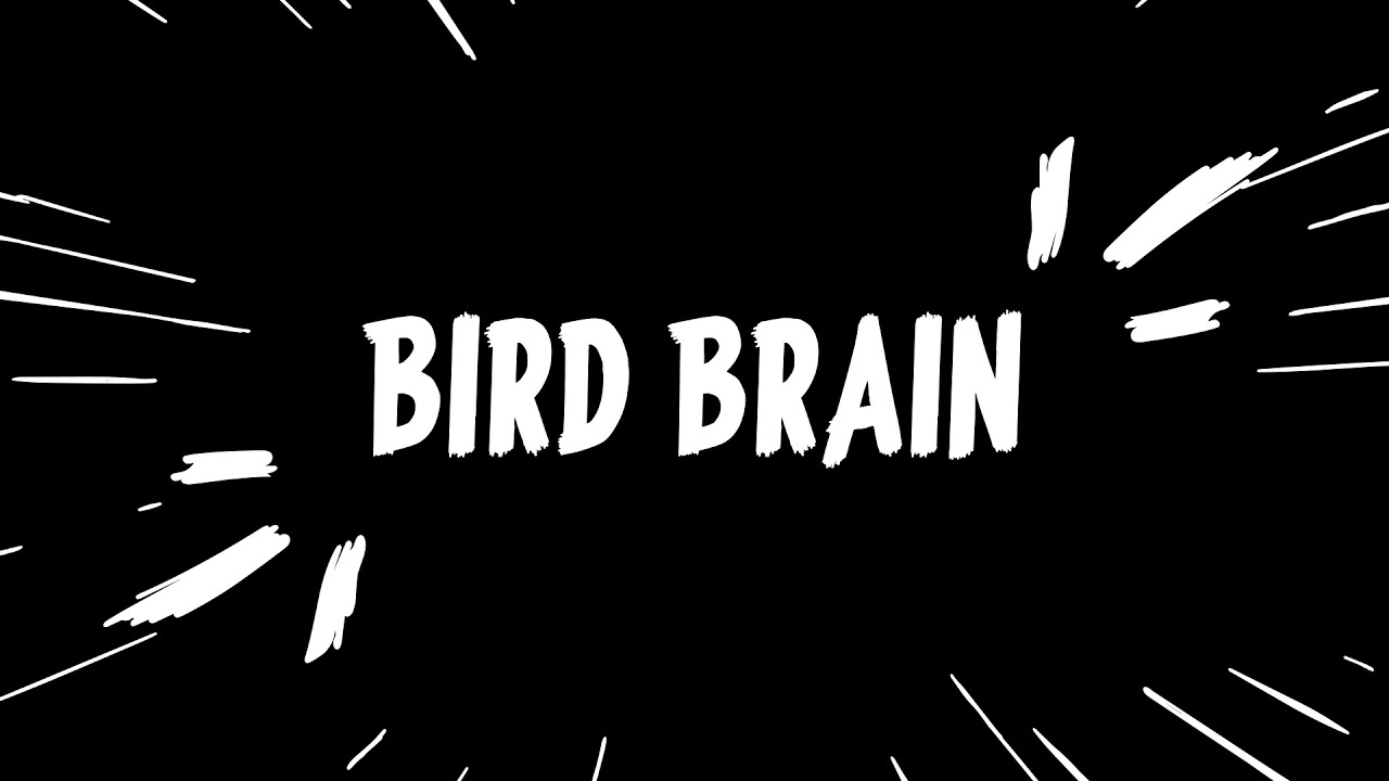 Bird Brain - Trailer! - YouTube