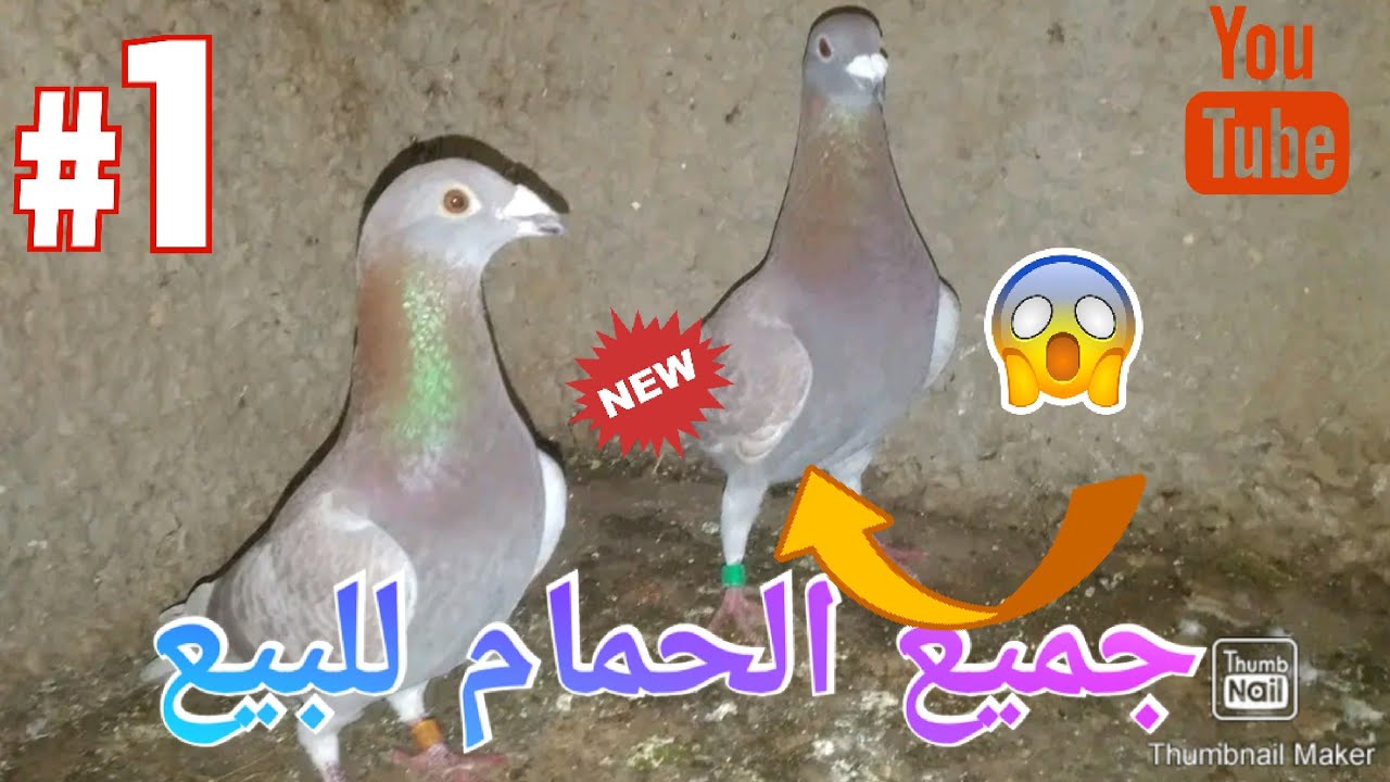 Hamam zajil توليعة رائعة +جميع الحمام للبيع - YouTube