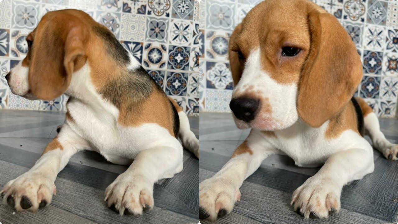 My beagle puppy enjoys playing alone - YouTube